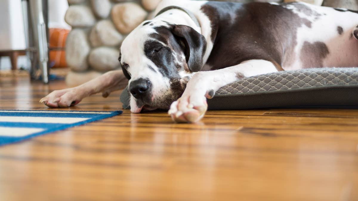 Great Dane making the most of toddler’s ‘big boy bed’ still barely fits