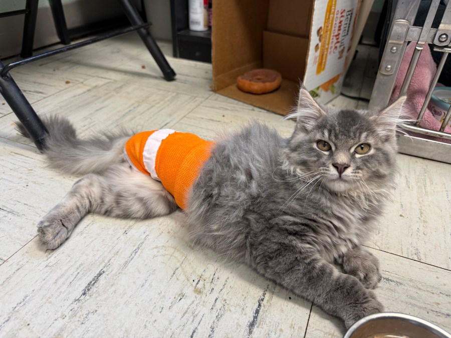 Abused kitten Smokey makes recovery, seeks new home