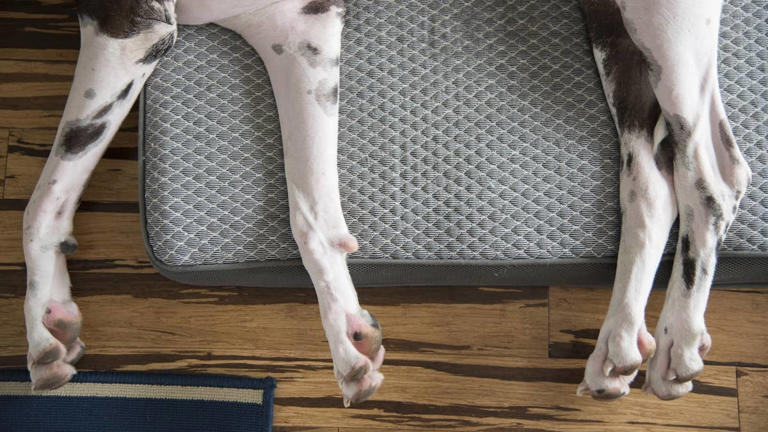 Great Dane making the most of toddler’s ‘big boy bed’ still barely fits