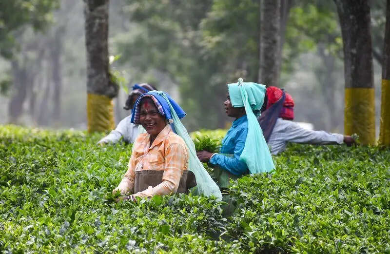 McLeod Russell to sell 3 tea estates to repay part of debt
