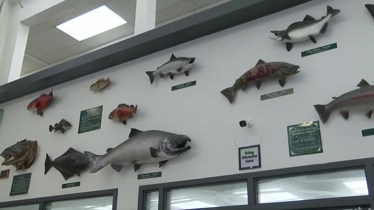 Alaska commercial salmon harvest forecast down more than a third from 2025