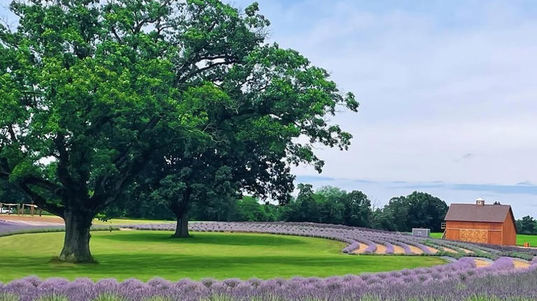 Nestled between Detroit and Lansing is Michigan's cozy village with ...