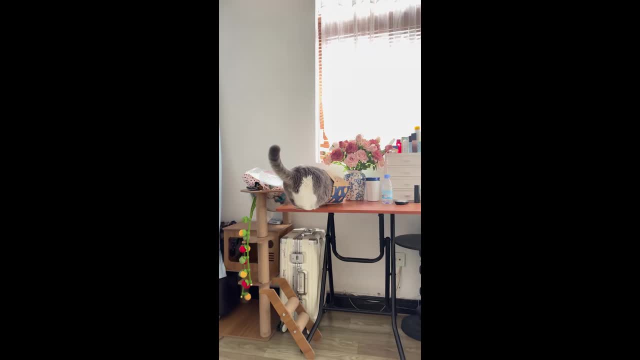 Cat falls with paper bag after climbing inside in Henan, China
