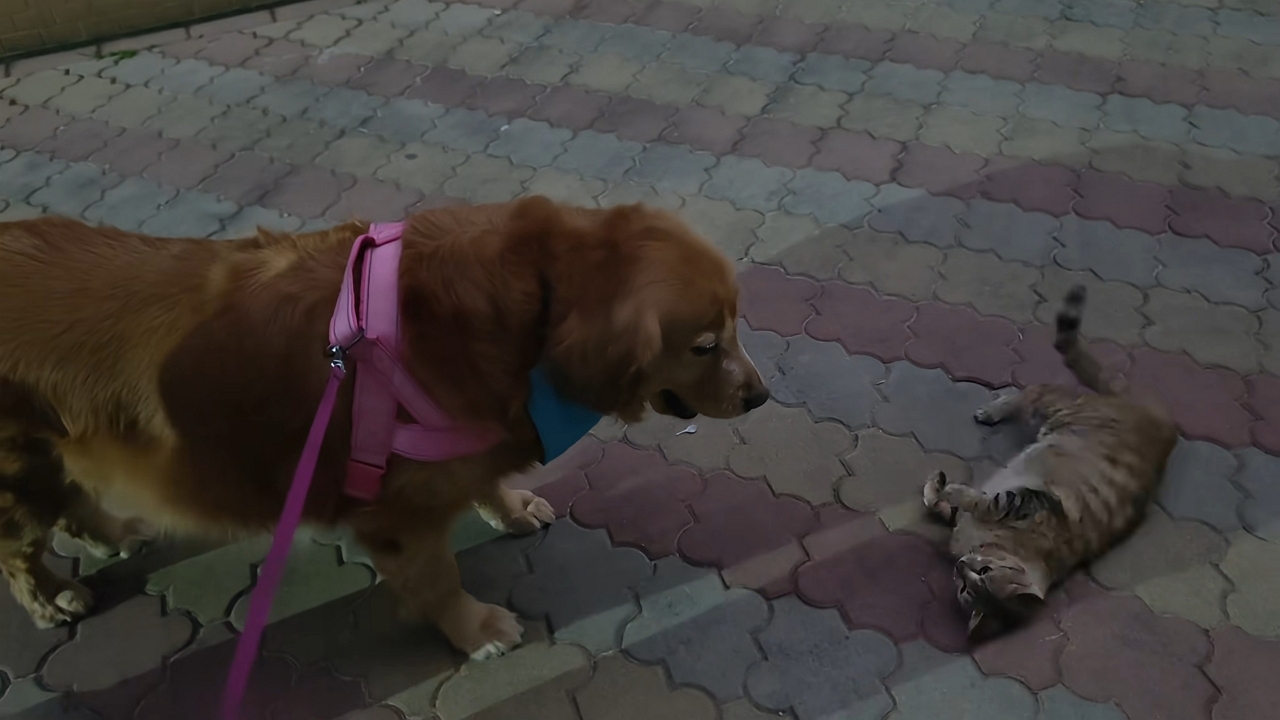 Golden retriever strolls with stray cats in China