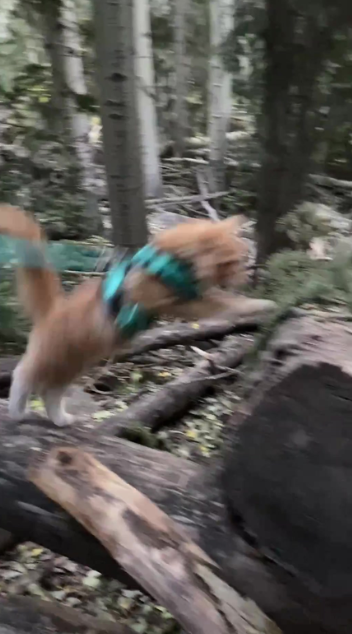 Watch this orange kitten steal the spotlight every time