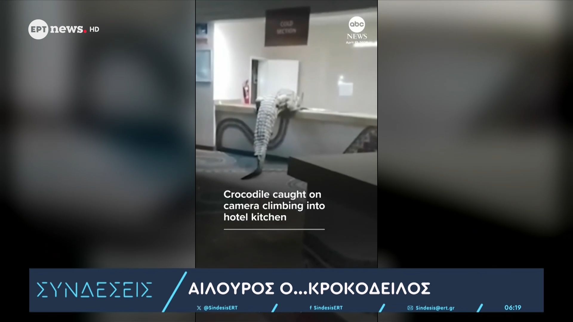 Αίλουρος... ο κροκόδειλος!