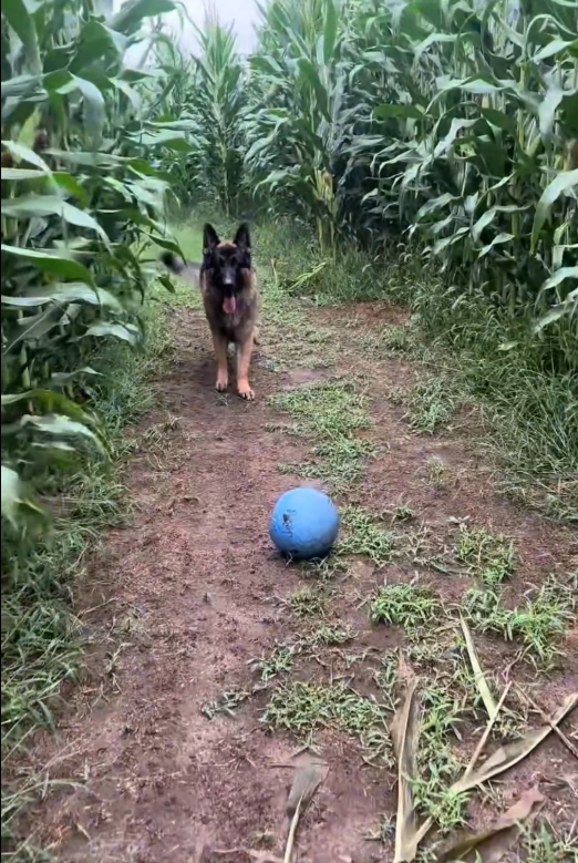 German shepherd going crazy for the ball