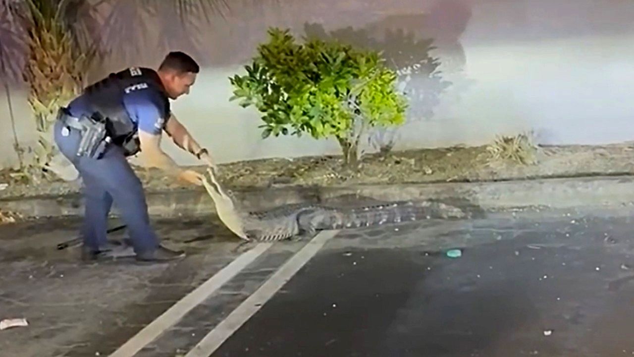 Police officers wrestle alligator in empty car park with bare hands in ...