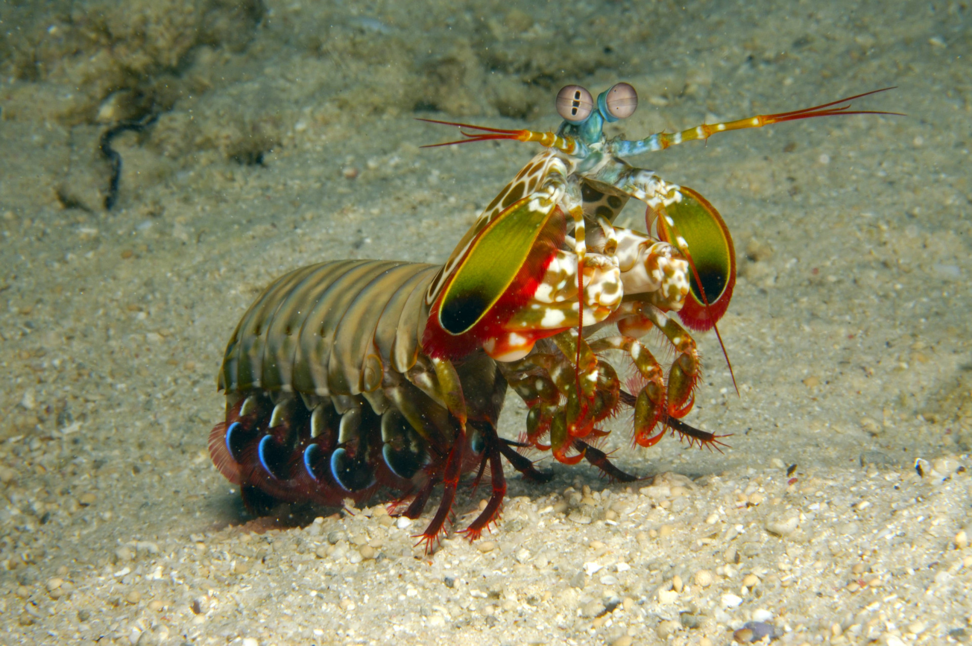 Weird and wonderful animals you've never heard of