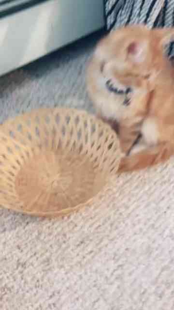 This kitten blames an imaginary friend for the mess