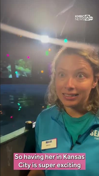 Sea turtle flown across the country to new home at Kansas City aquarium