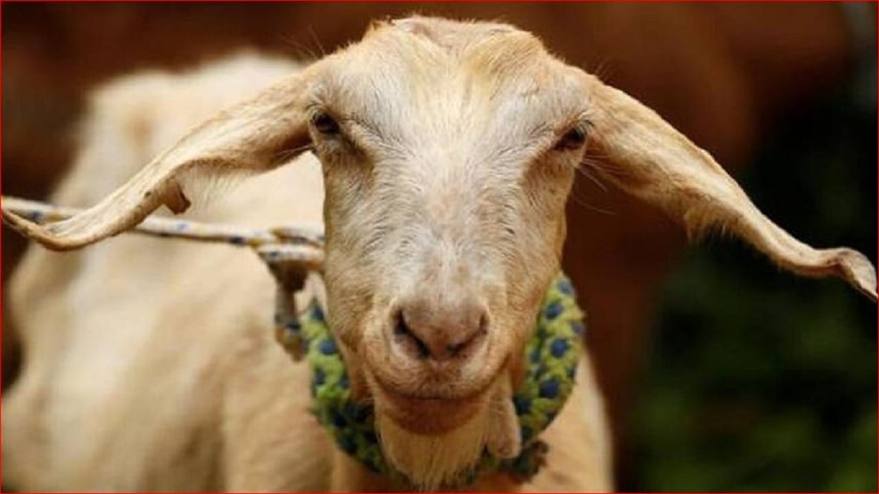 कंबल में चिपके थे बकरी के बाल और ऐसे पकड़ा गया मासूम बच्ची का हत्यारा ...