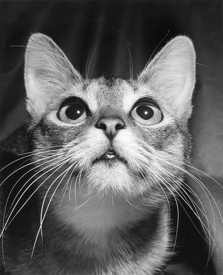 The purr-fect shot: New book celebrates legendary cat photographer ...