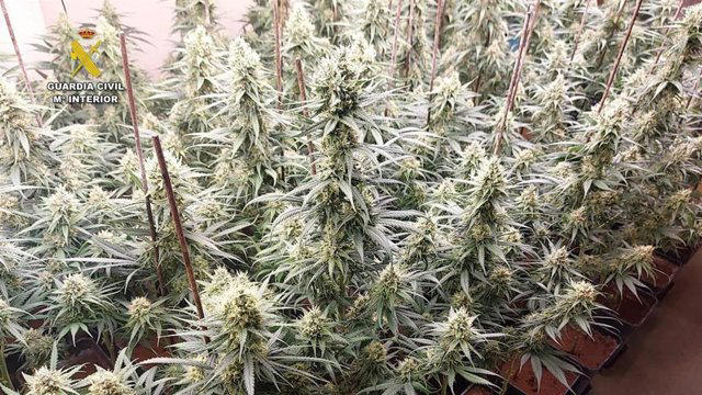 Desmanteladas tres plantaciones de marihuana indoor en Ajofrín (Toledo ...