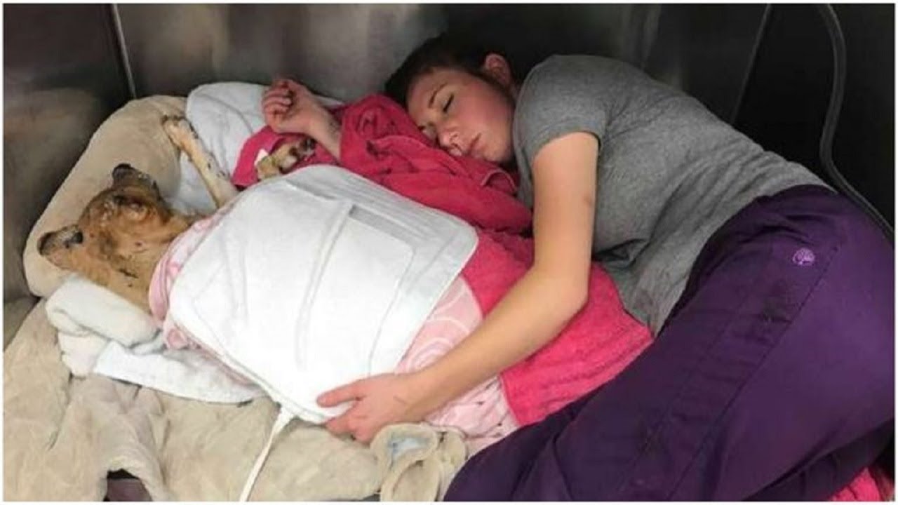 Vet comforts badly burned dog after trauma