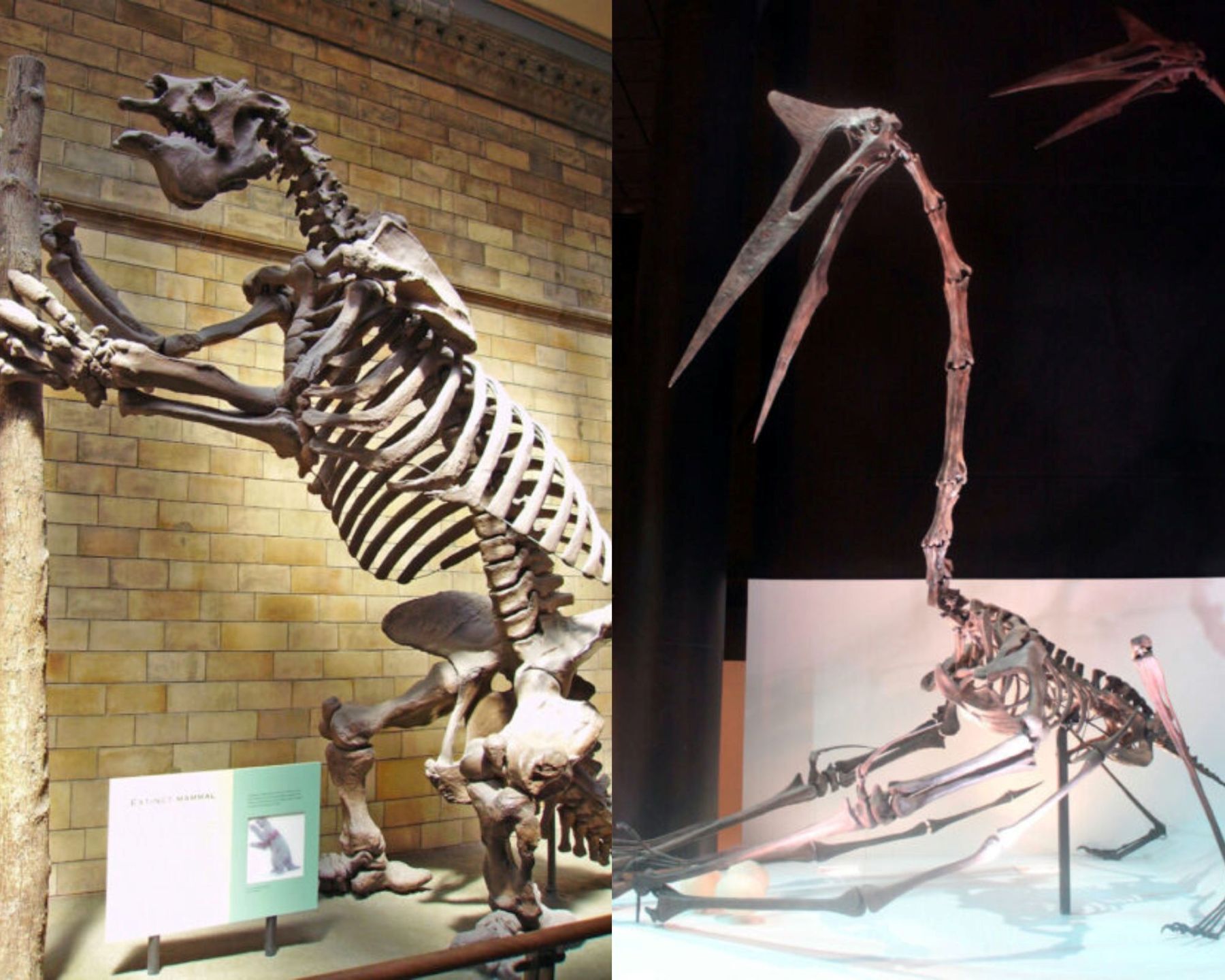 Odd prehistoric animals you may not know existed