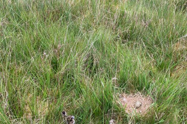 RSPB urges Worcestershire walkers to give birds space