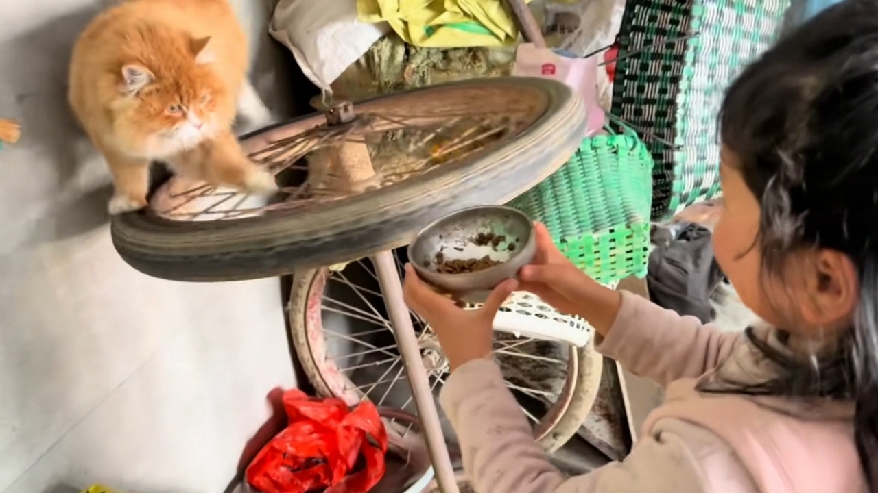 Cat's balancing act on a spinning wheel in China