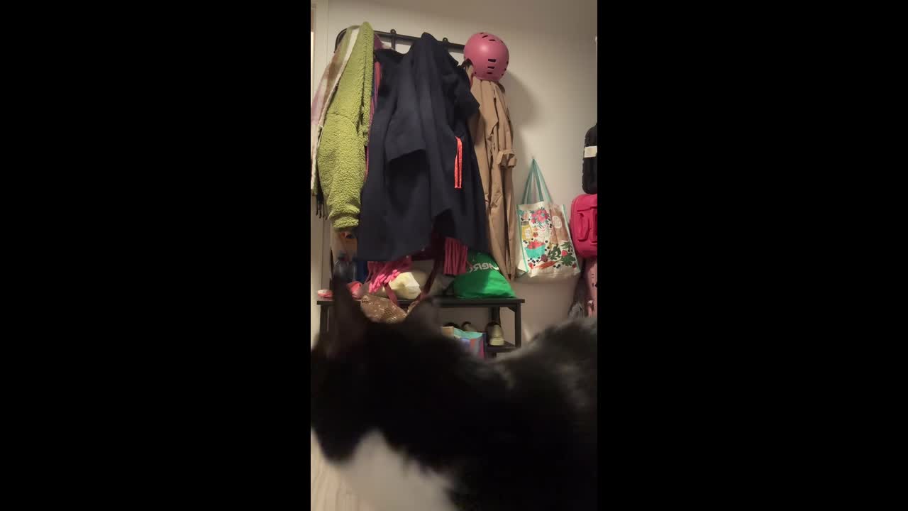 Cat quickly jumps into box after owner calls in Germany