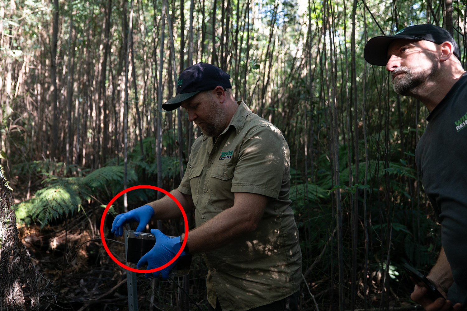 Iconic Aussie bush sound makes sudden return: 'Thought extinct'
