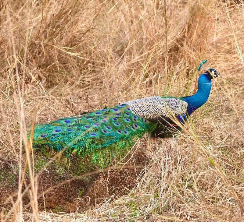 NIBM–Undri’s green patches parched amid heat, scarcity