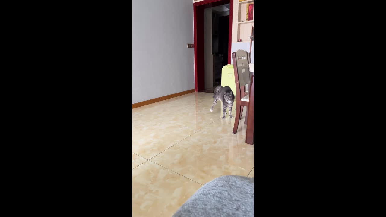 A tabby striped cat walks sideways in a playful way in Chongqing, China