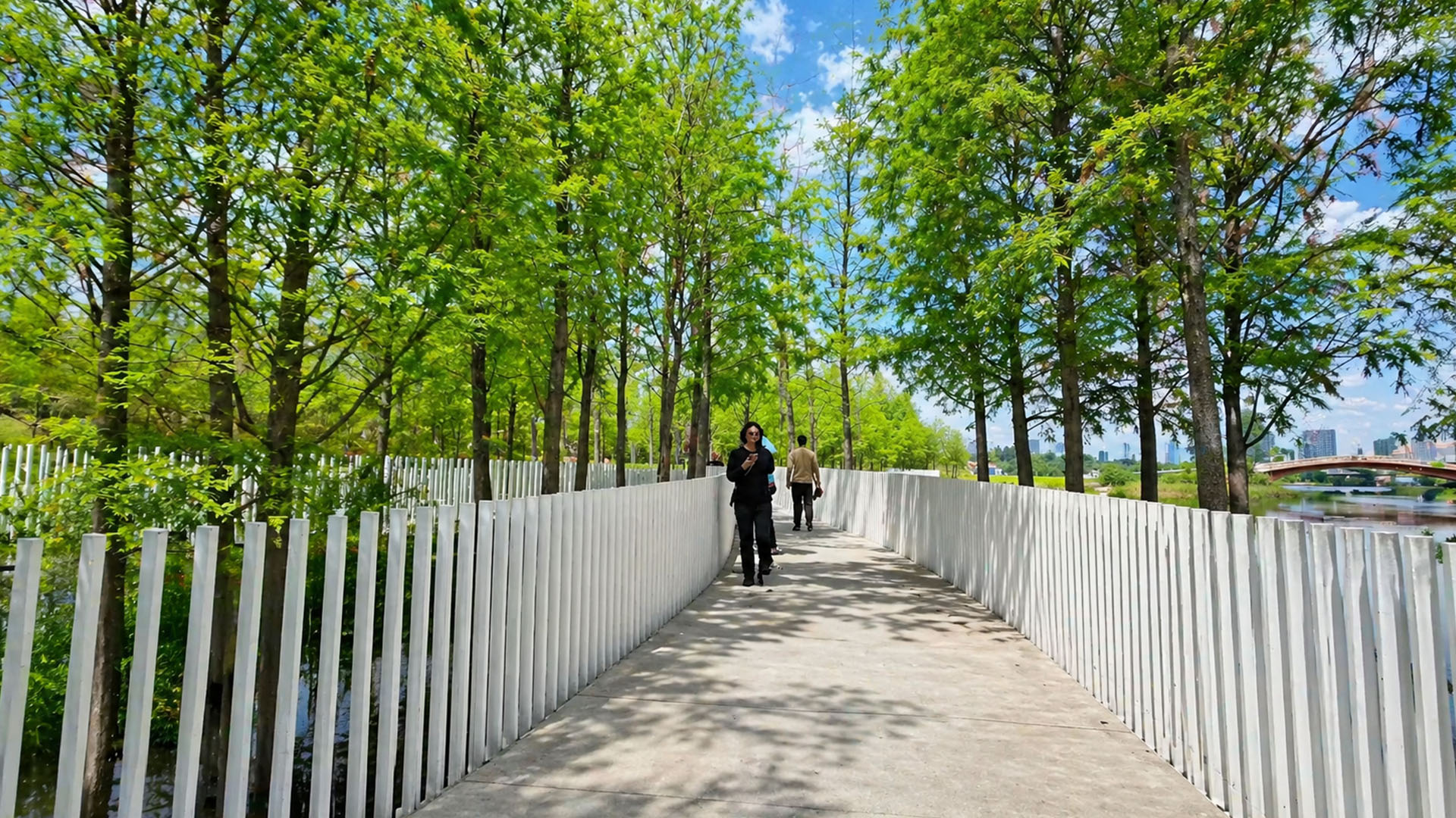 চীনে লুকানো সবুজ হাঁটার পথ, যা শান্ত প্রকৃতির টানেলের মতো লাগে