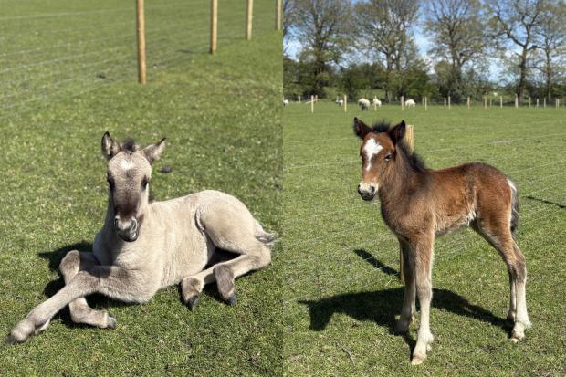Rare pony foals born at Bolton farm offer hope for endangered breed