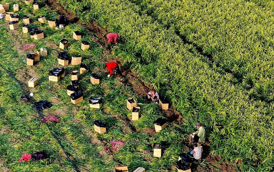 Ginger secrets every home cook should know