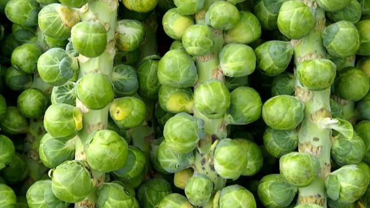 7 European vegetables that can grow in the balcony during this season