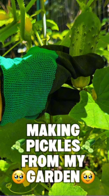 How to make fresh pickles at home step by step