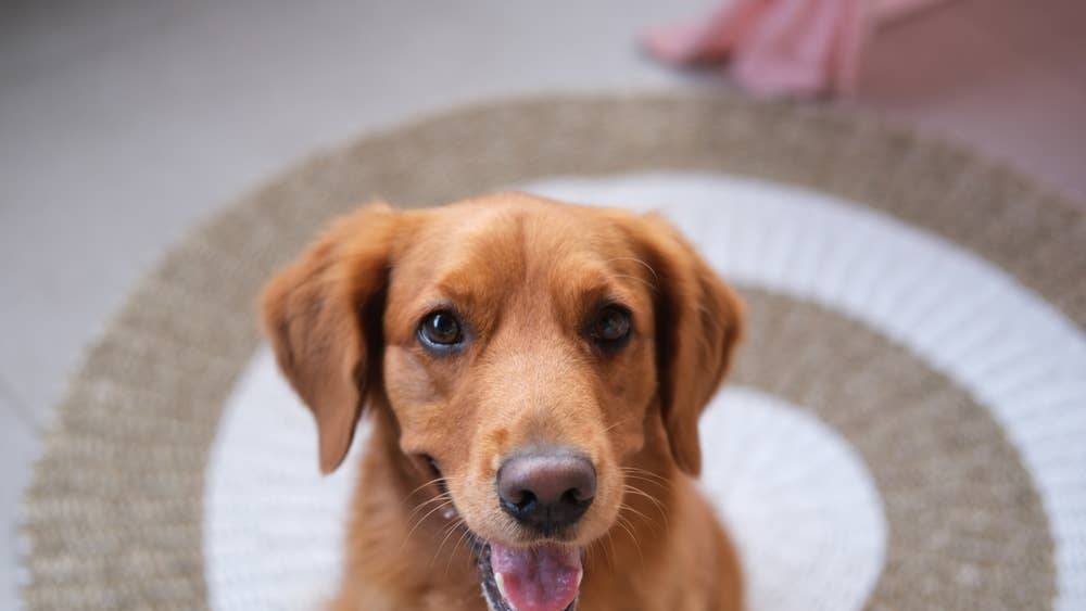 Golden retriever 'understands English' and proves it in the sweetest way