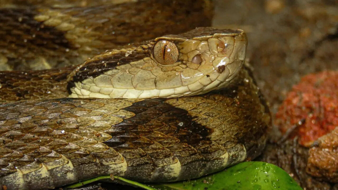Five venomous snakes found in Kerala under child's pillow, sparking ...