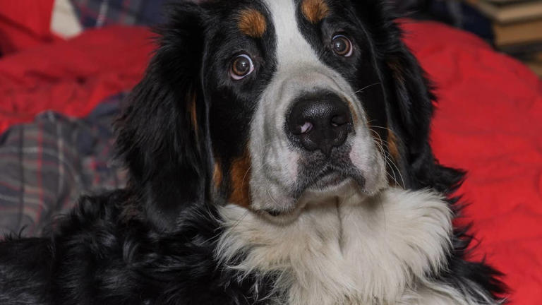 Bernese mountain dog's emotional reaction to a new puppy is breaking hearts