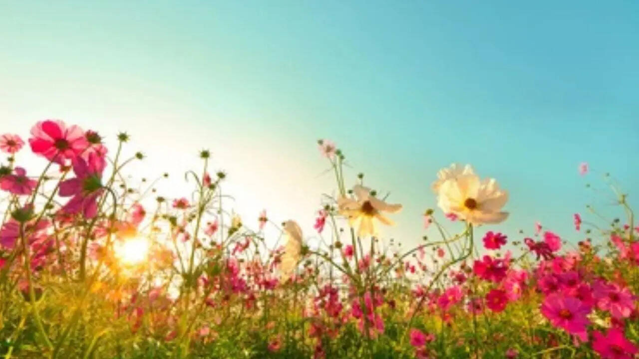 Seasonal flowers that instantly brighten your garden