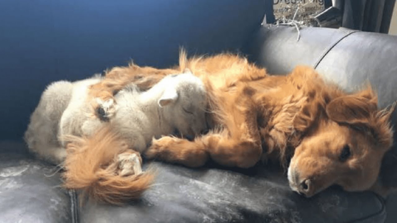 Baby goat and dog have adorable snuggle session on couch