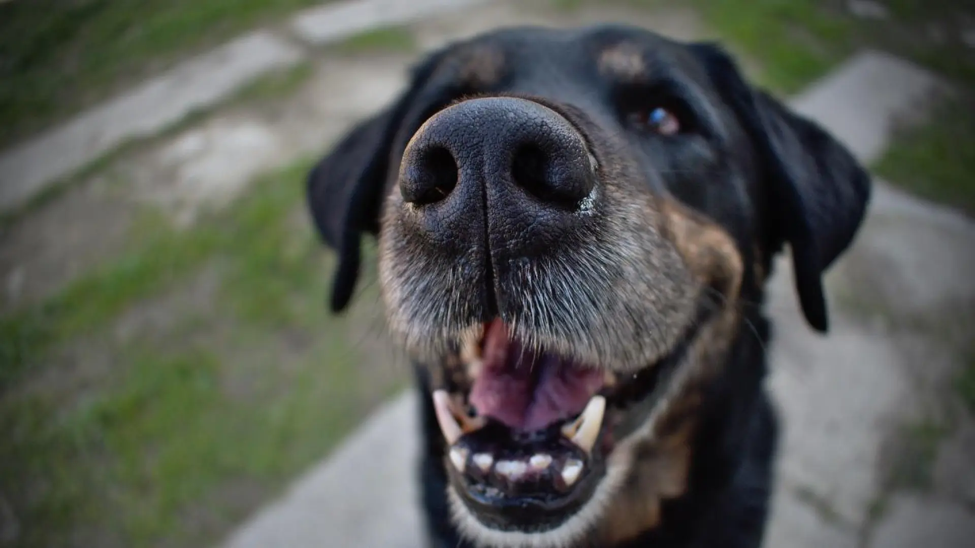 Para qué sirven los "bigotes" de los perros y por qué no se recomienda ...