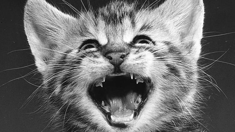 The purr-fect shot: New book celebrates legendary cat photographer ...