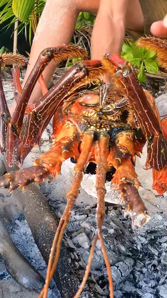 Giant crayfish catch & cook