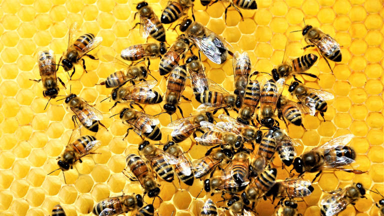 Honeybees can count to 4, and grasp zero, study finds