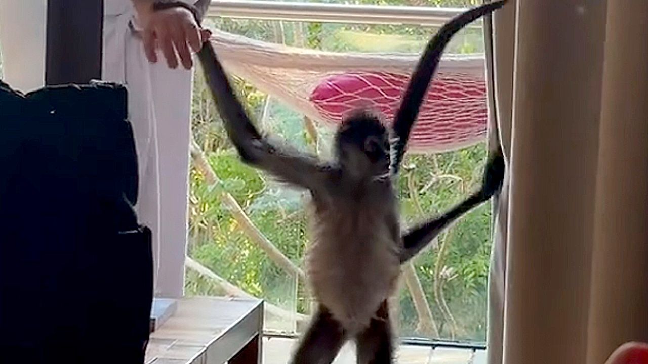 Overly friendly monkey visits hotel room in Mexico and causes chaos