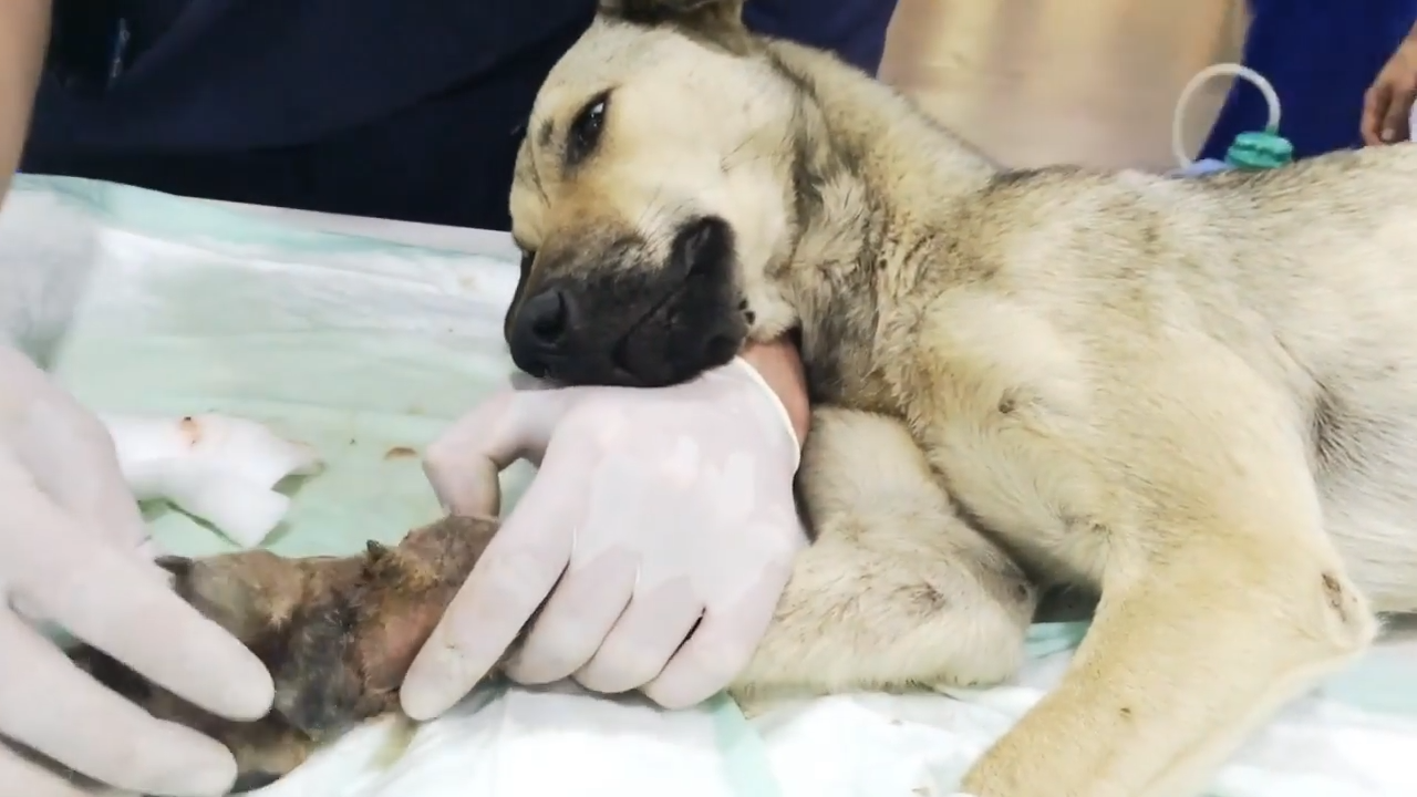 Beautiful momma dog protecting her babies learns to trust her rescuer