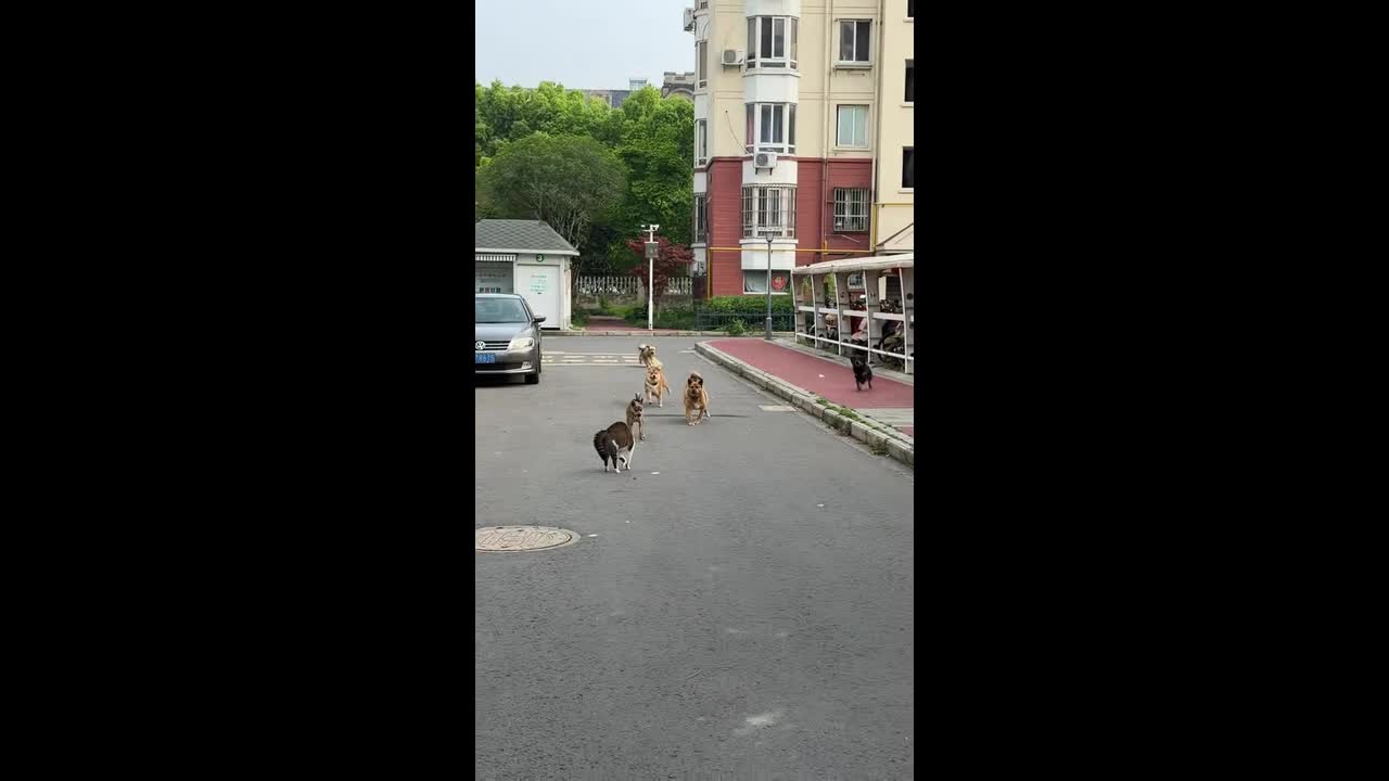 Cat stands its ground against group of dogs in Jiangsu, China