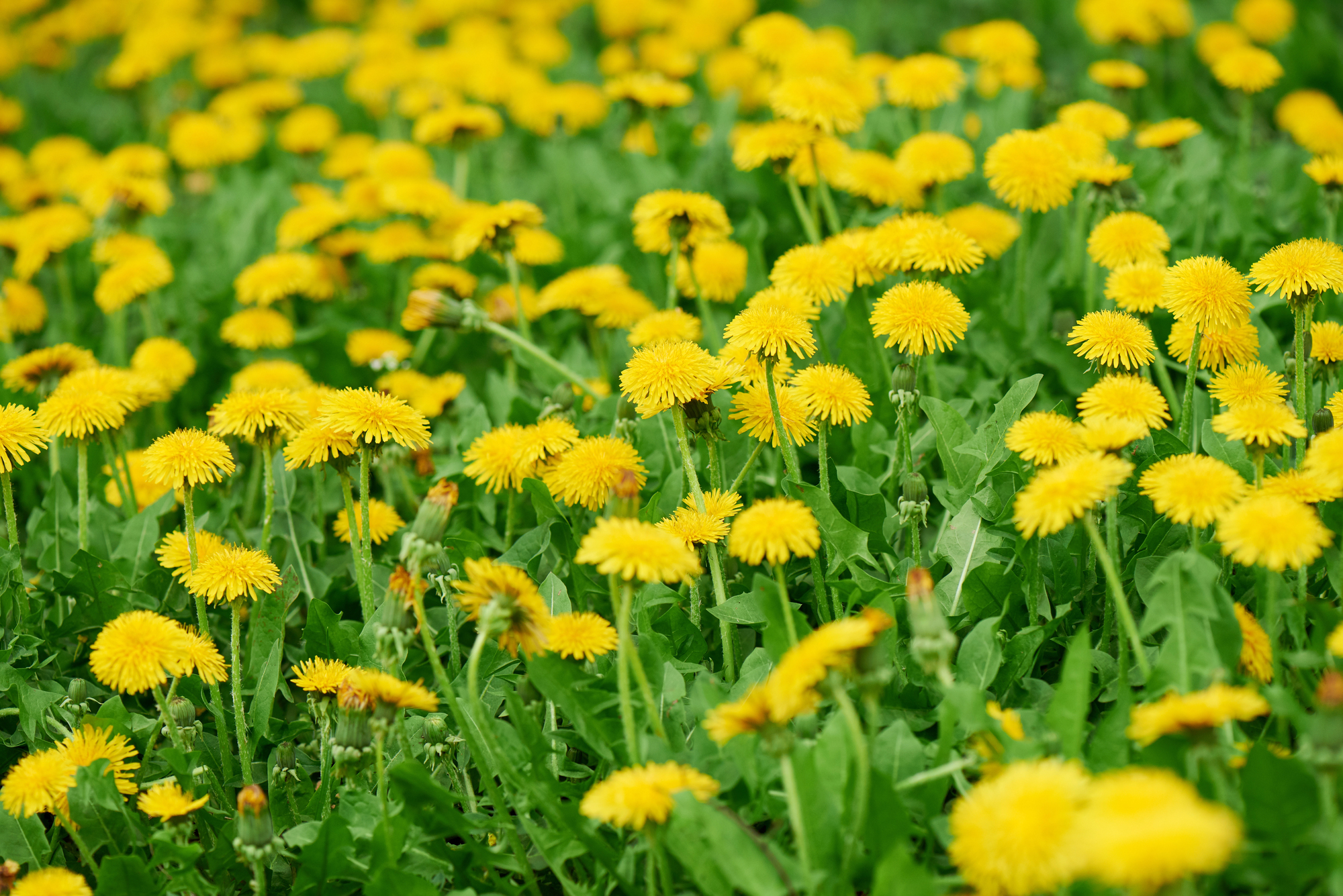 Yellow flower weeds: Stop pulling them until you know which one you have