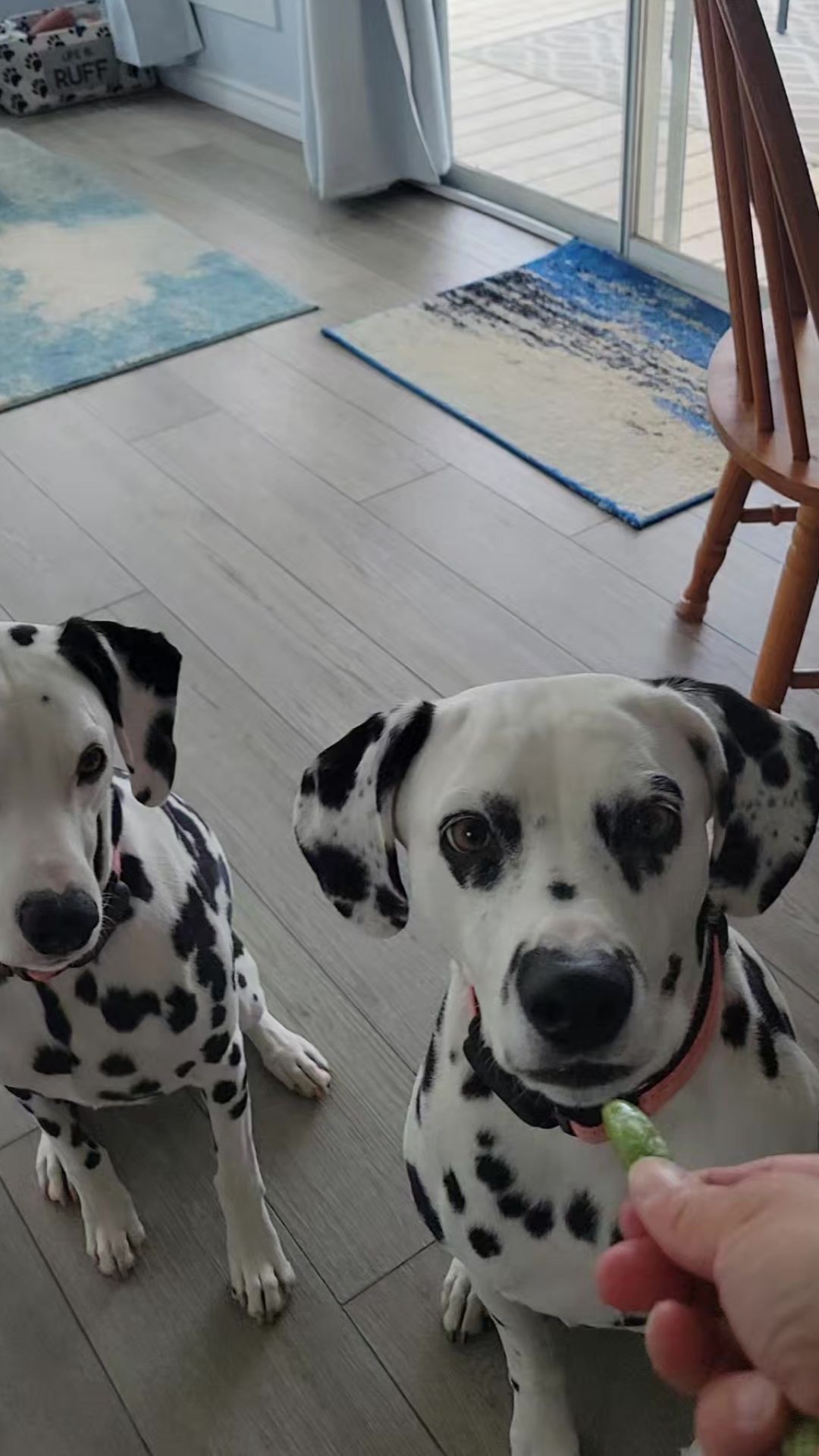 Behavior insights: Why open mouth chewing feels different