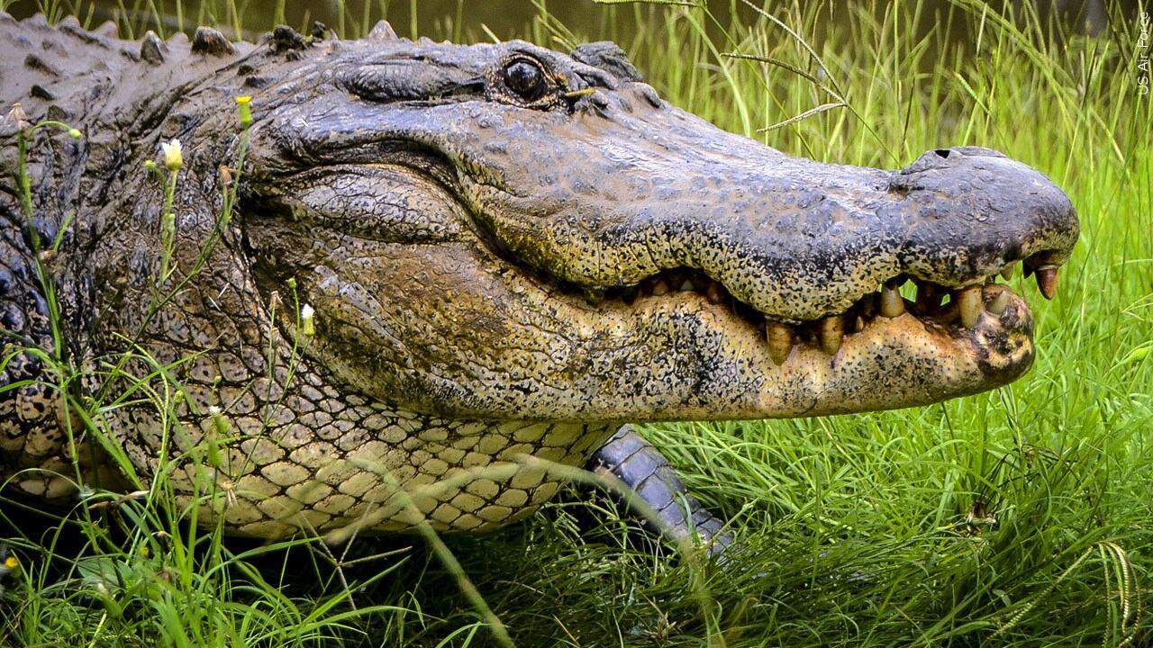 Caswell Beach residents invited to scale up gator knowledge