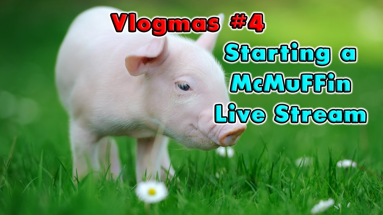 Vlogmas #4 Start a McMuffin the Pig live stream