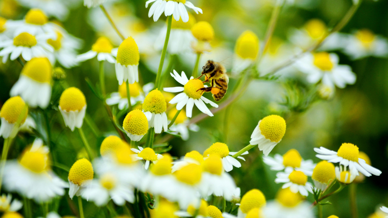 How nature’s most polite bees say “excuse me”: A stop signal exists in them