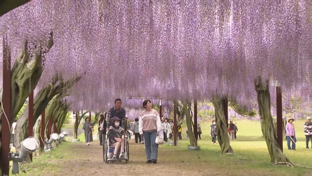 約100種類の藤の花が見頃 和気町の藤公園で「藤まつり」 満開は4月いっぱい 岡山