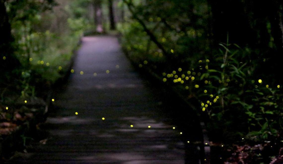 Trolls, fireflies and a tax break mix-up: Catch up on today's top ...